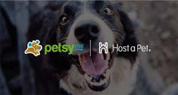 Mexicana piensa en un Airbnb para mascotas ¡Conoce la idea! - Noticias ...